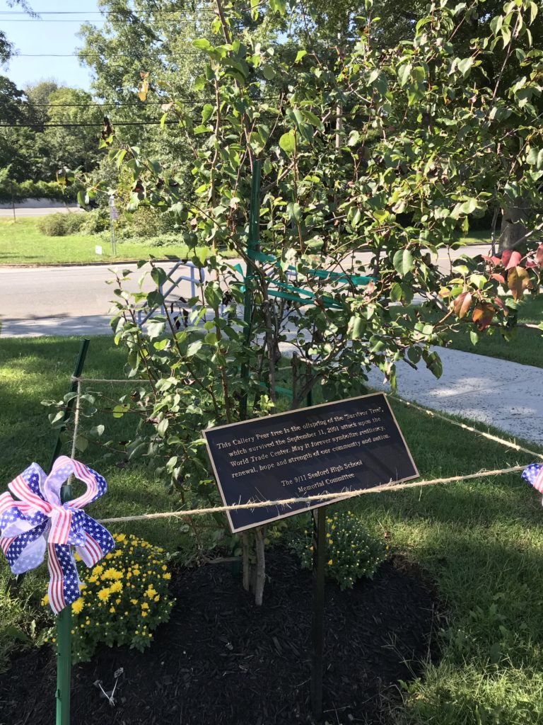 Callery Pear Tree – Seaford 9/11 Memorial Committee